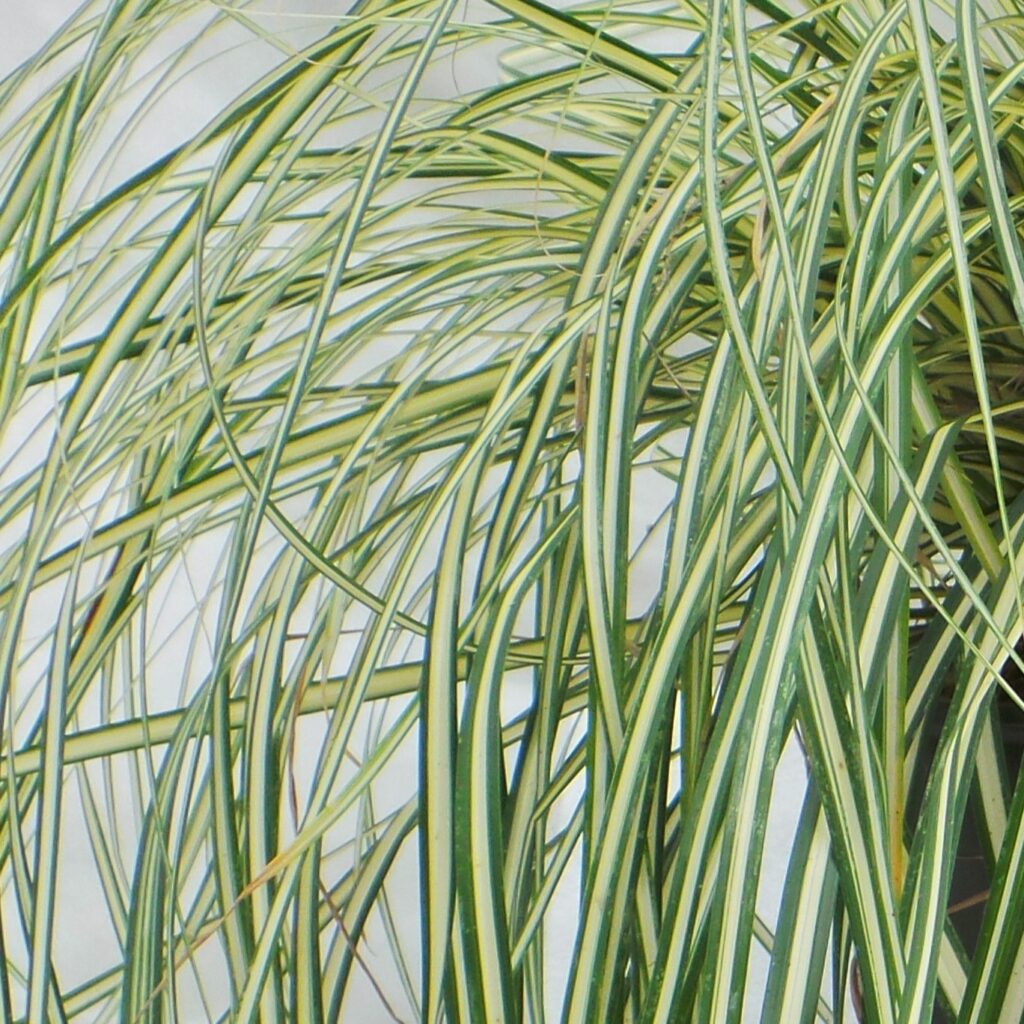 Grasses – Everglades Nurseries
