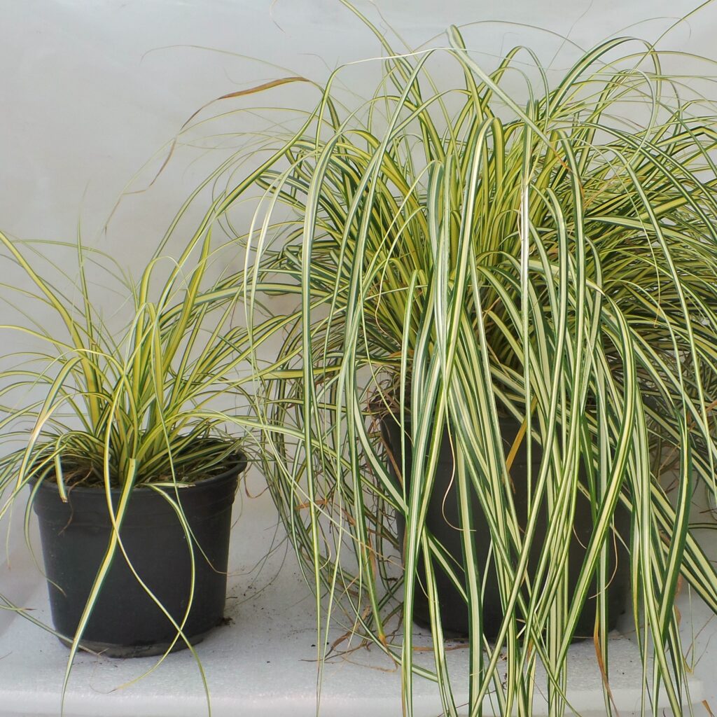 Grasses – Everglades Nurseries