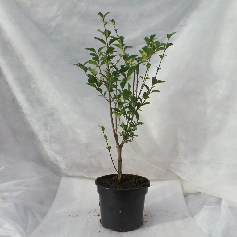 Green Privet – Ligustrum ovalifolium – Everglades Nurseries