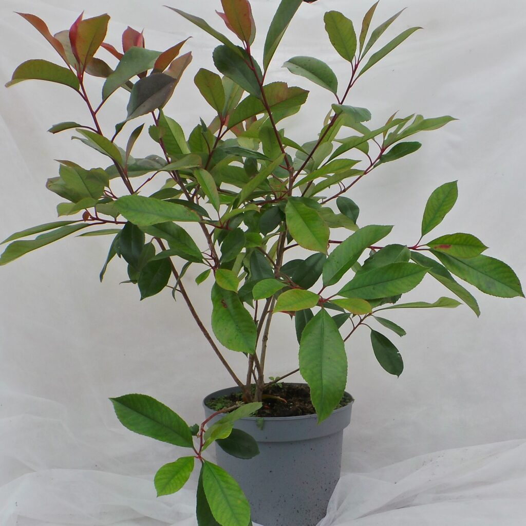 Hebe rakaiensis – Everglades Nurseries