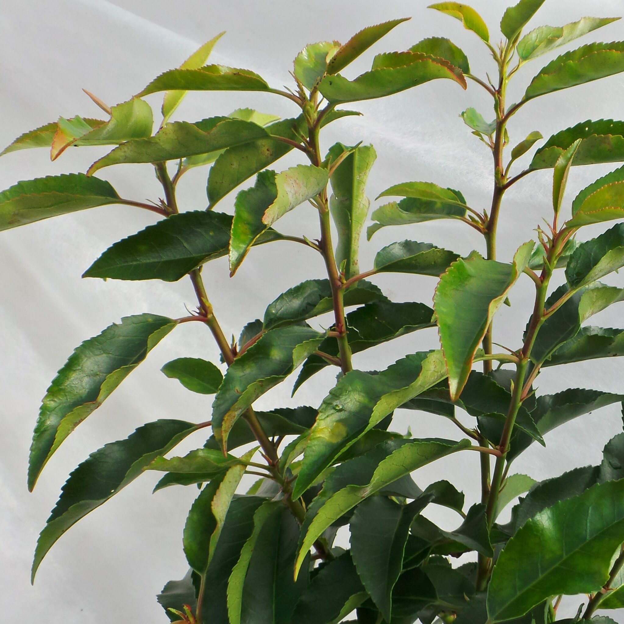 Viburnum davidii – Everglades Nurseries