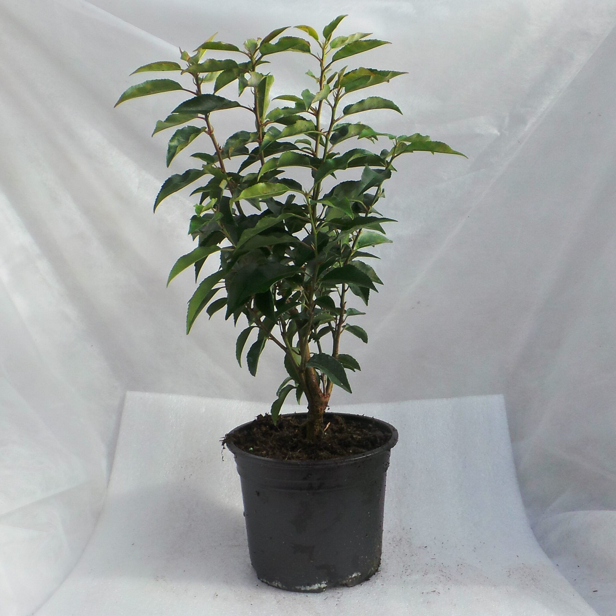 Viburnum davidii – Everglades Nurseries