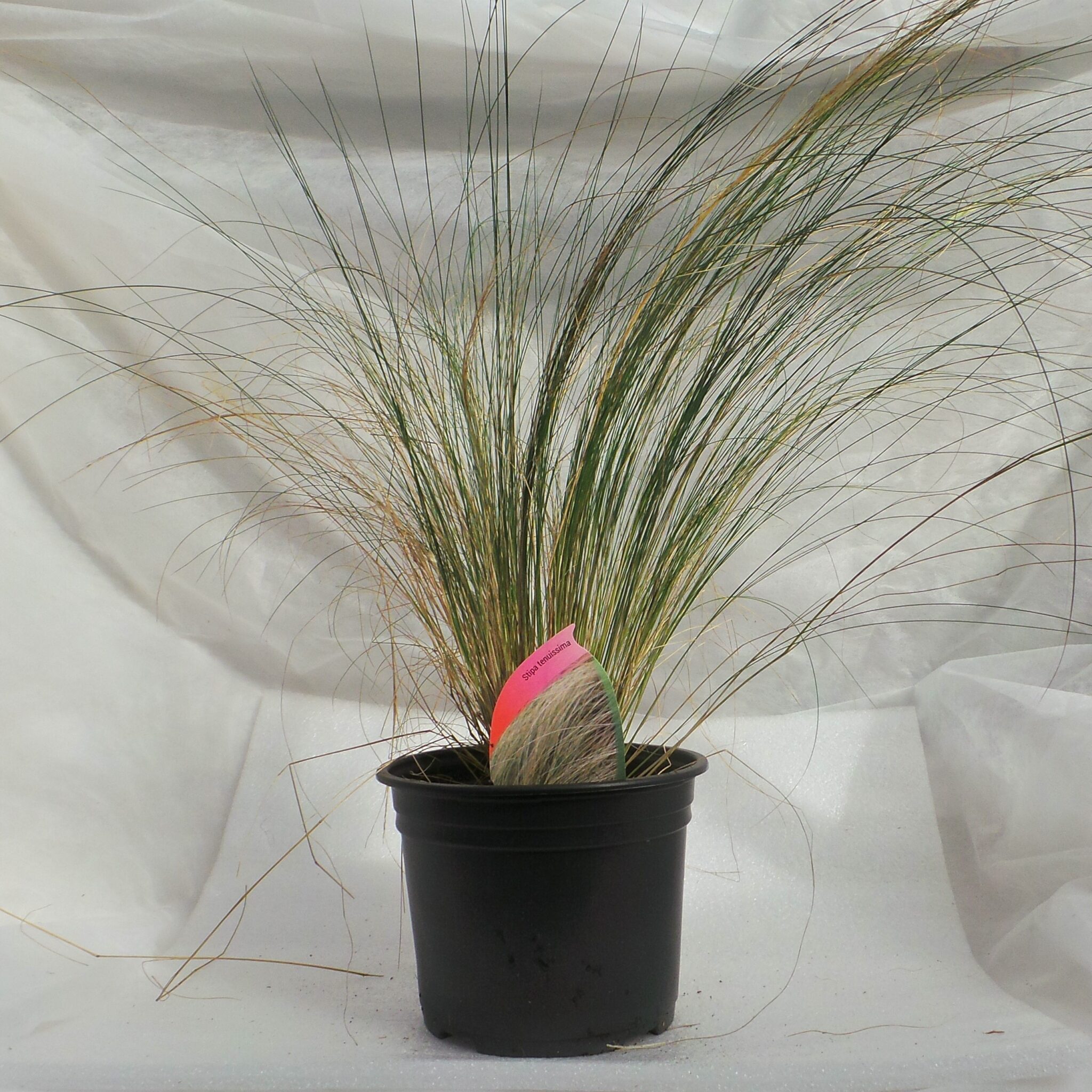 Stipa tenuissima ‘Ponytail’ – Everglades Nurseries