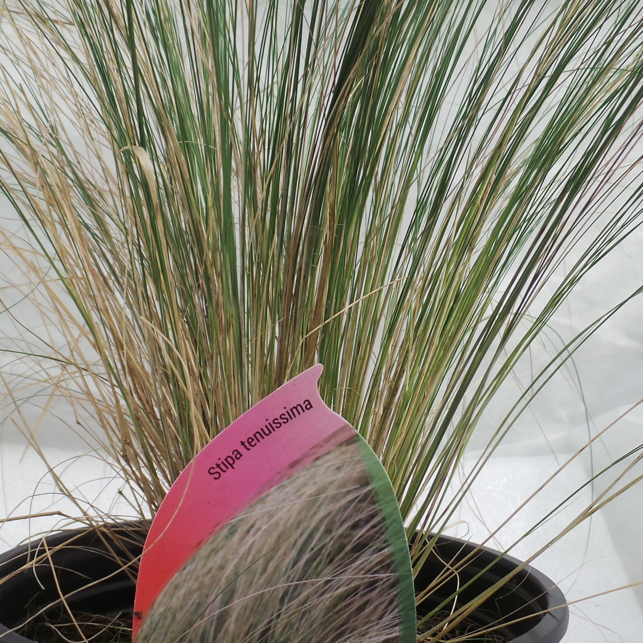 Stipa tenuissima ‘Ponytail’ – Everglades Nurseries