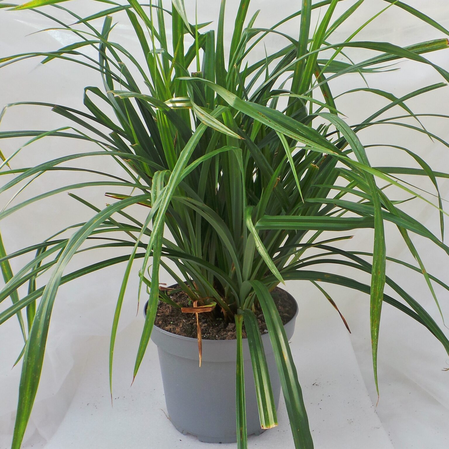 Carex pendula – Everglades Nurseries