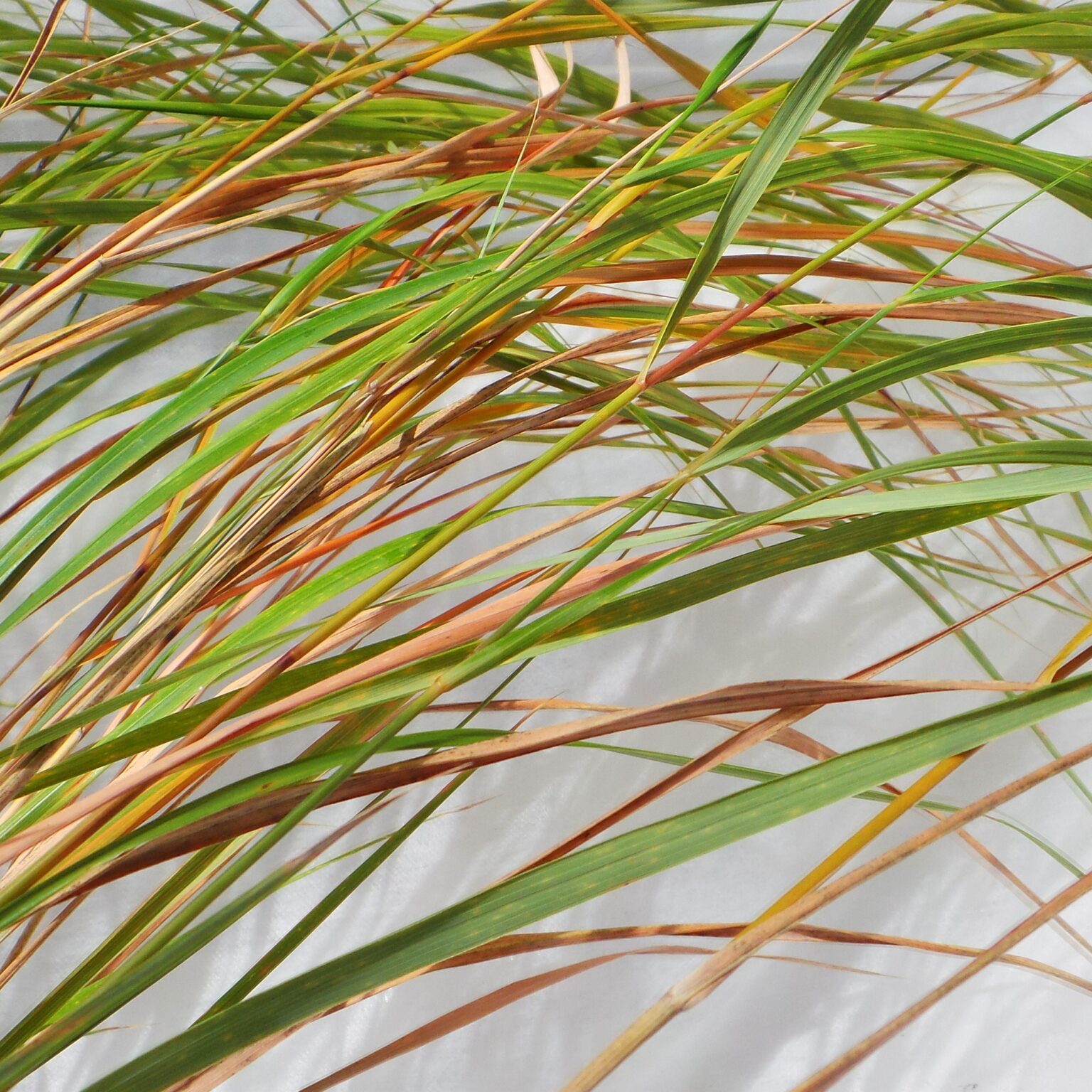 Grasses – Everglades Nurseries