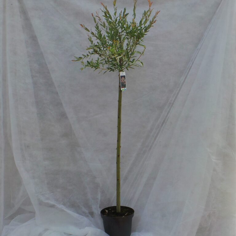 Trees – Everglades Nurseries