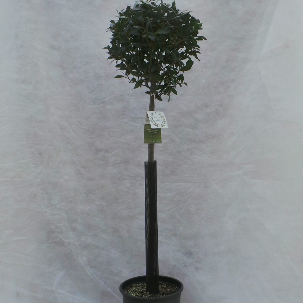 Bay Tree Standard – Laurus nobilis – Everglades Nurseries