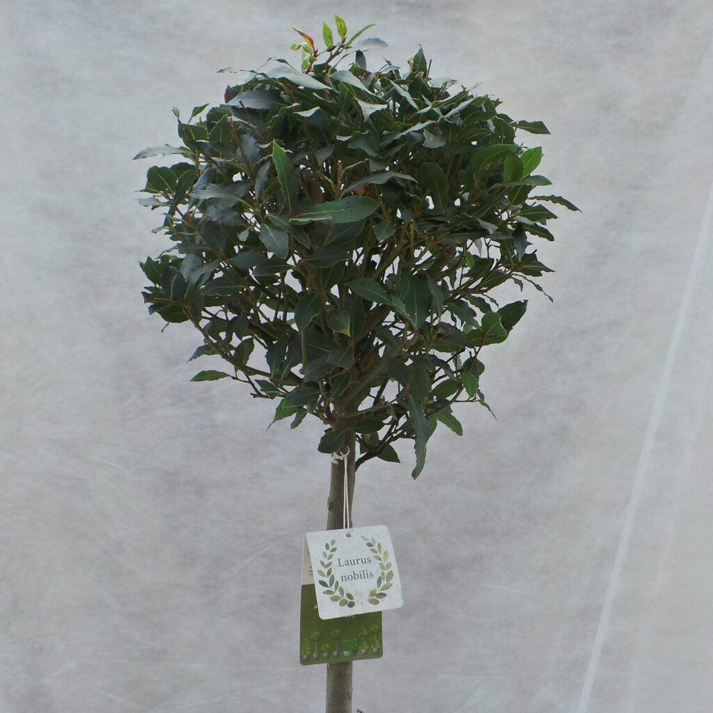 Bay Tree Standard – Laurus nobilis – Everglades Nurseries