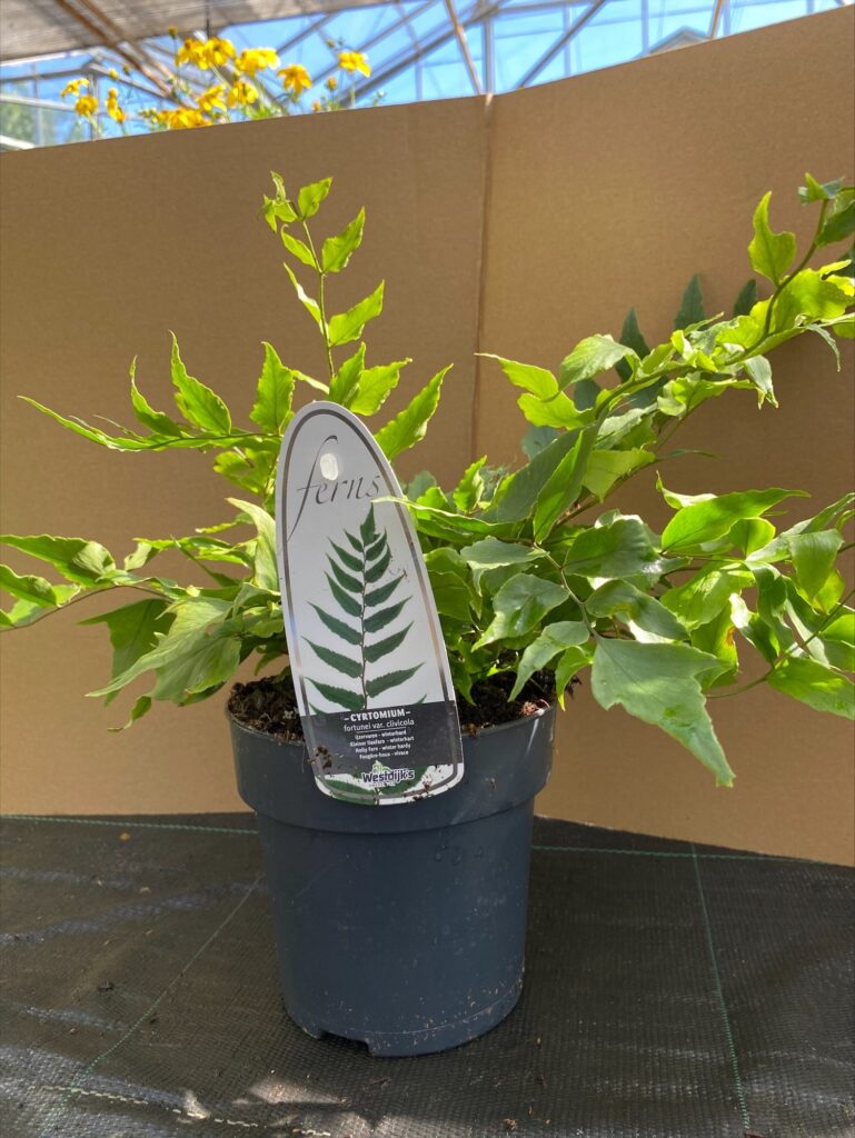 Arching Fortune’s Cyrtomium – Cyrtomium fortunei ‘var. clivicola ...