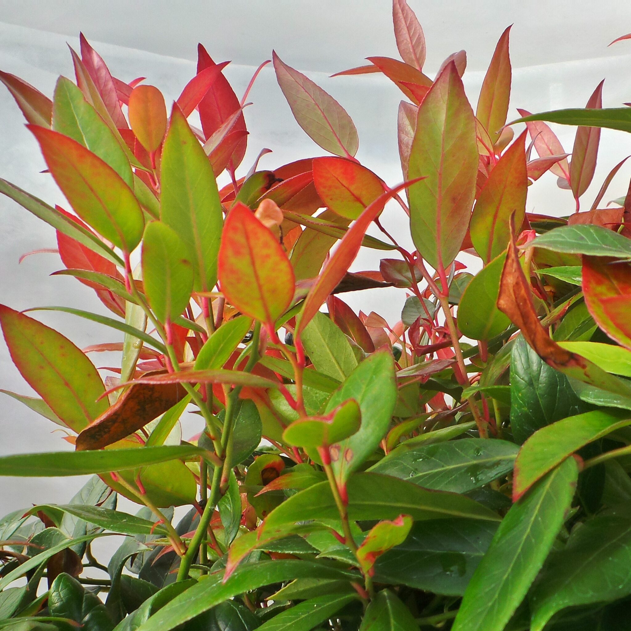 Leucothoe axillaris ‘Curly Red’ – Everglades Nurseries