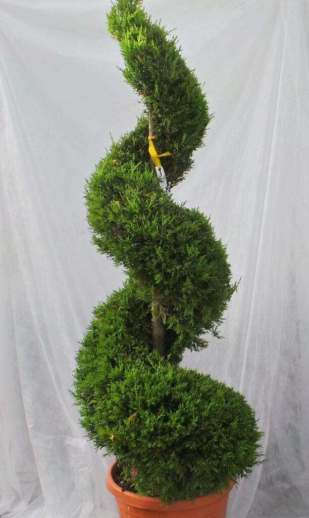 Cupressus ‘Castlewellan Gold’ Spiral – Everglades Nurseries