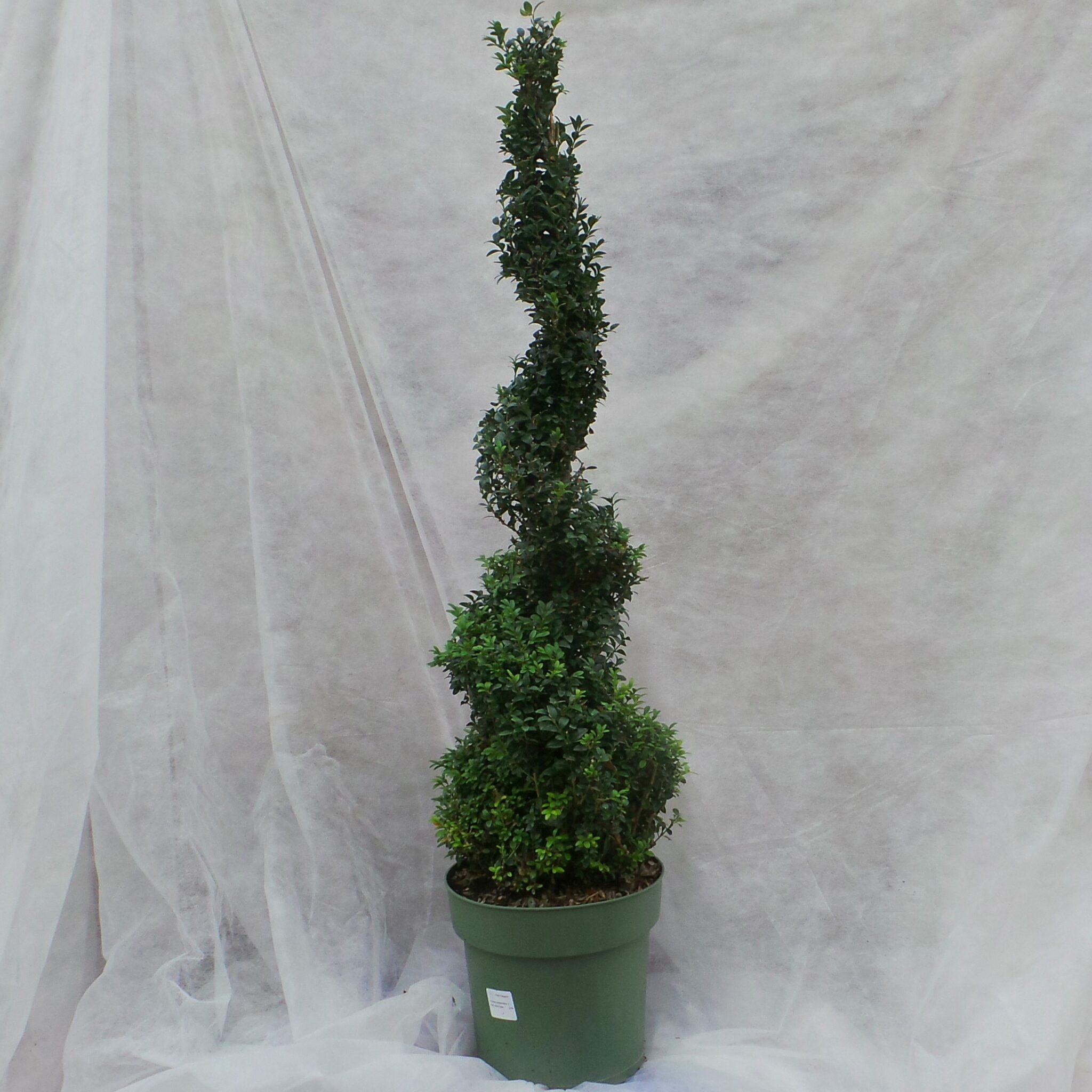 Buxus sempervirens – Spiral – Everglades Nurseries