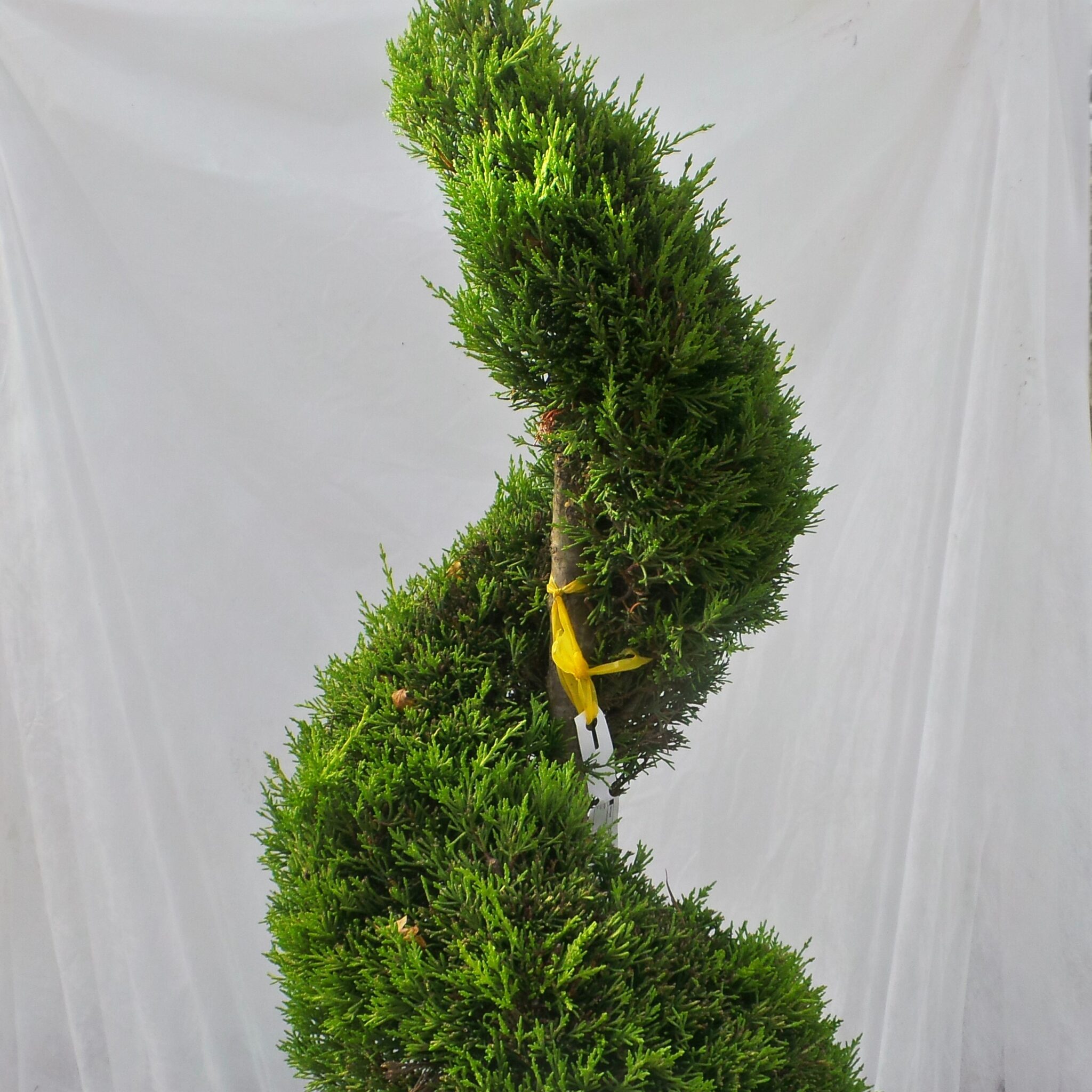 Cupressus ‘Castlewellan Gold’ Spiral – Everglades Nurseries