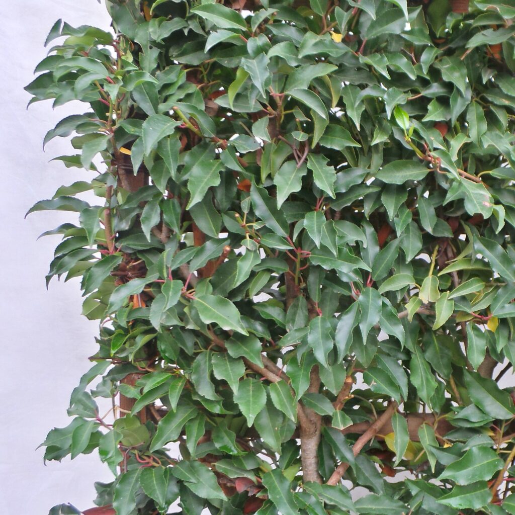 Portuguese Laurel (Prunus lusitanica) Pleached Panel – Everglades Nurseries