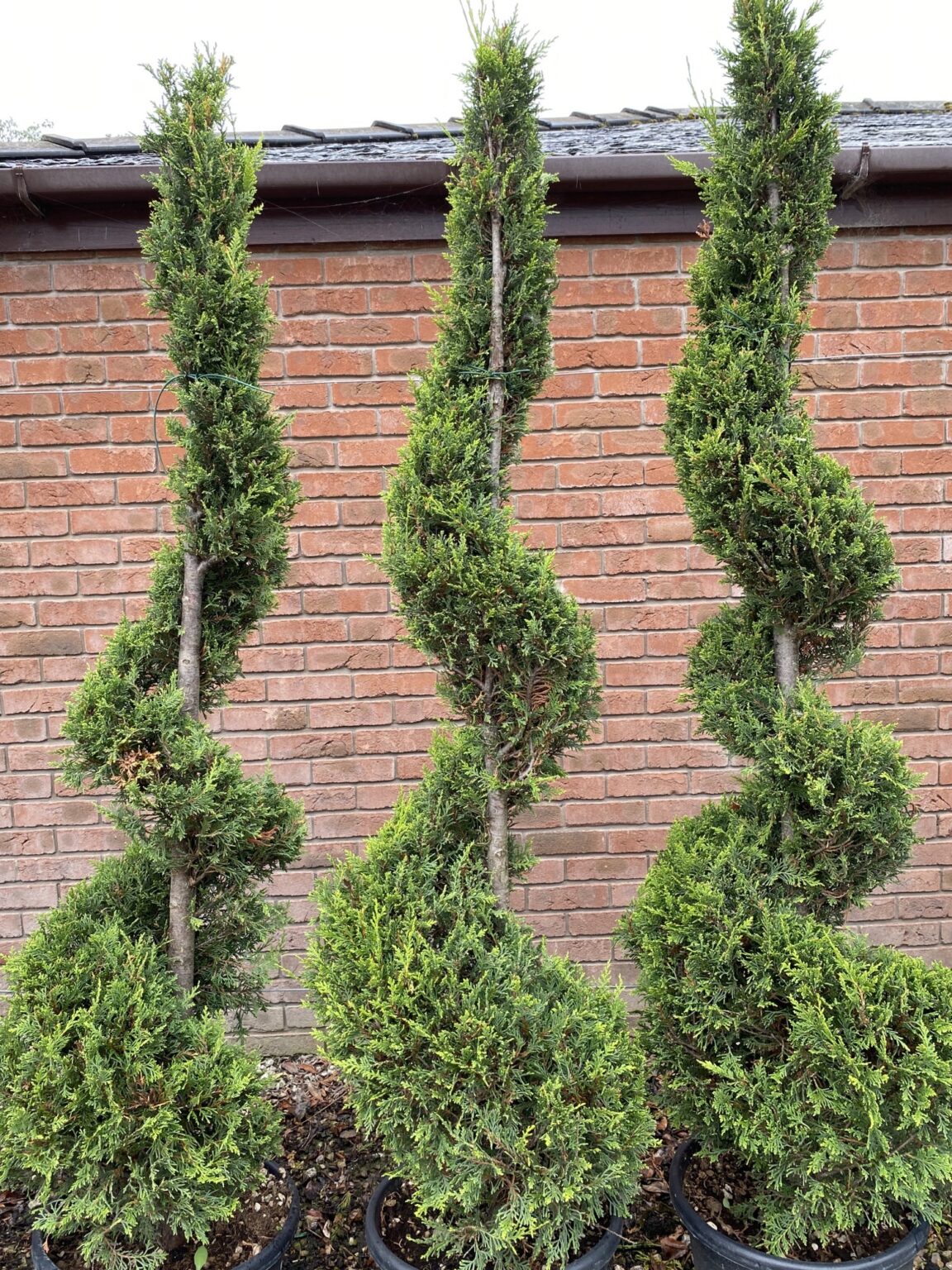 Cupressus ‘Castlewellan Gold’ Spiral – Everglades Nurseries
