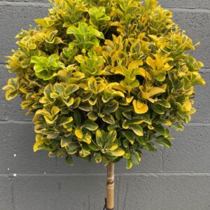 Cupressus leylandii Spiral – Everglades Nurseries