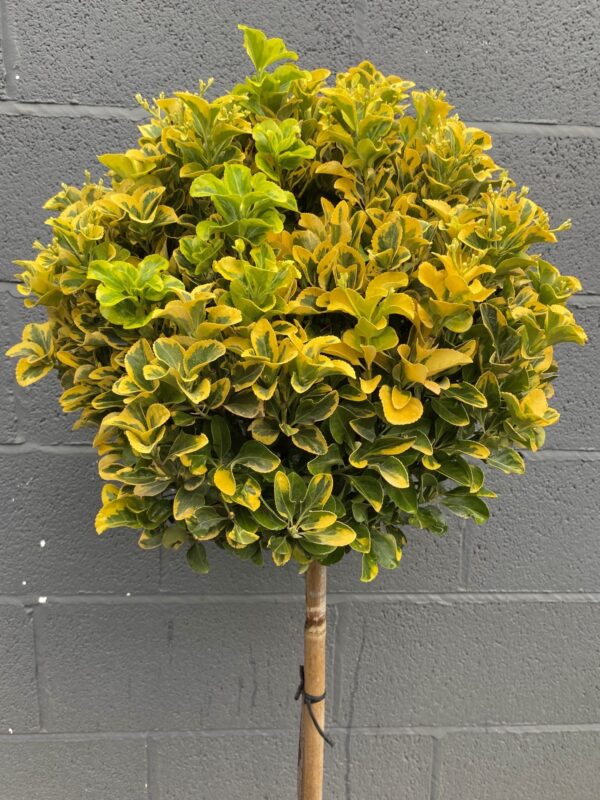 Euonymus japonicus ‘Aurea’ 1/2 Standard – Everglades Nurseries