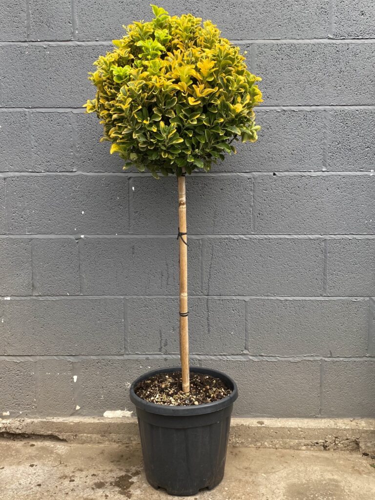 Euonymus japonicus ‘Aurea’ 1/2 Standard – Everglades Nurseries