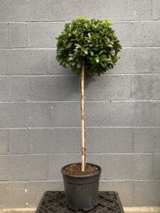 Euonymus japonicus 1/2 Standard – Everglades Nurseries