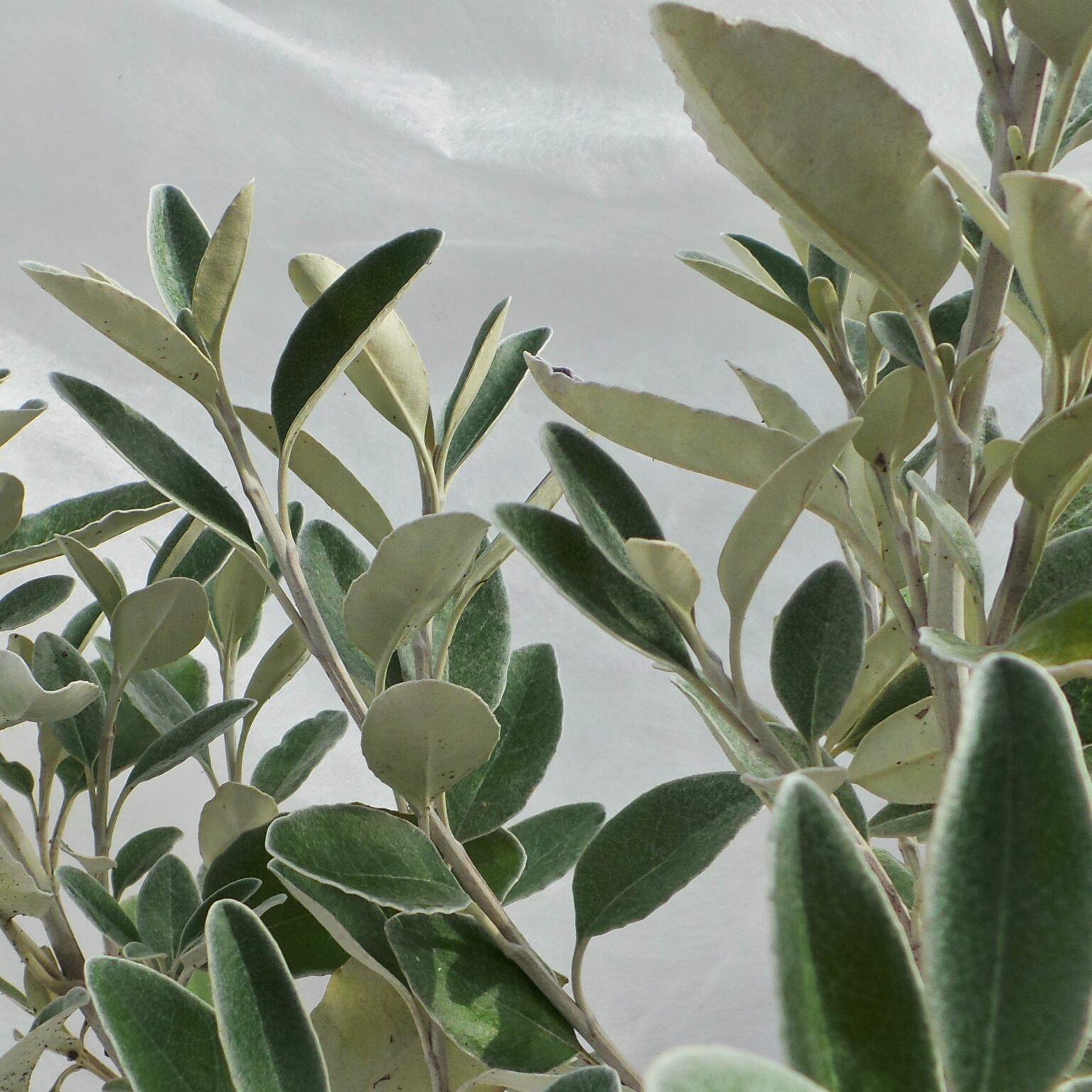 Senecio ‘Sunshine’ – Everglades Nurseries