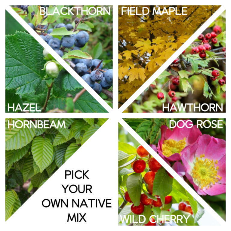 Pick Your Own Native Mix – Everglades Nurseries