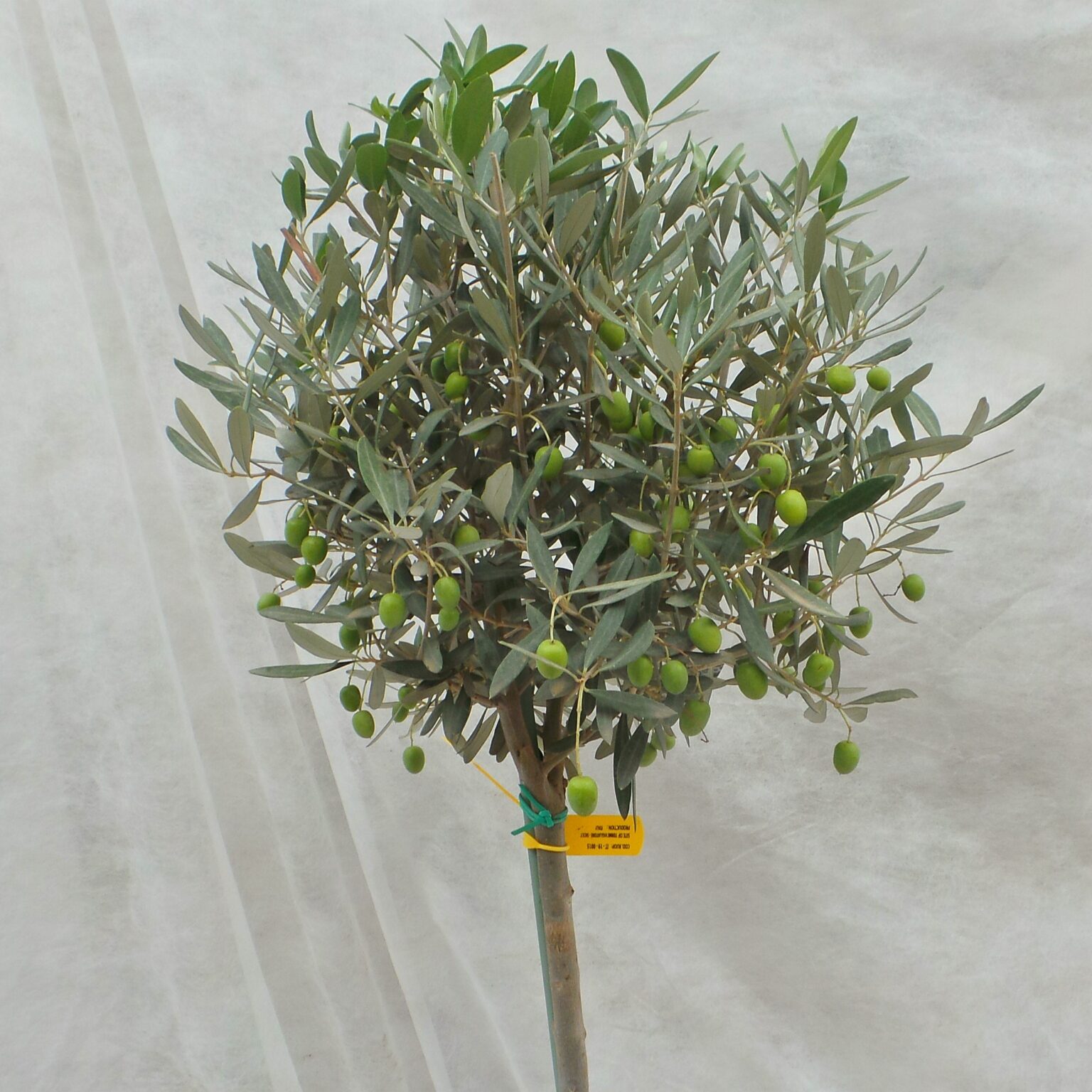 Olive Tree Mini Standard – Olea europaea – Everglades Nurseries