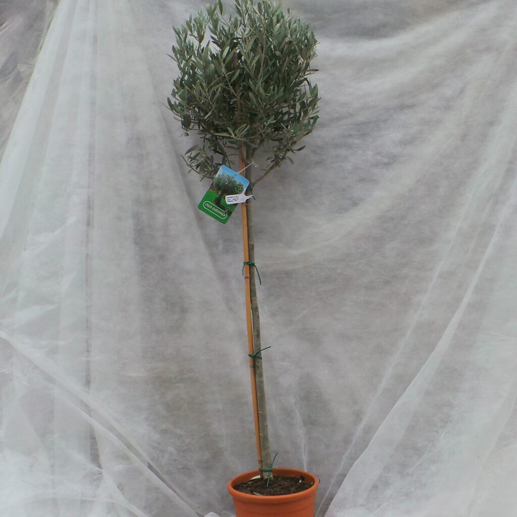 Olive Tree 1/2 Standard – Olea europaea – Everglades Nurseries