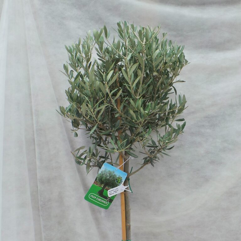 Olive Tree 1/2 Standard – Olea europaea – Everglades Nurseries