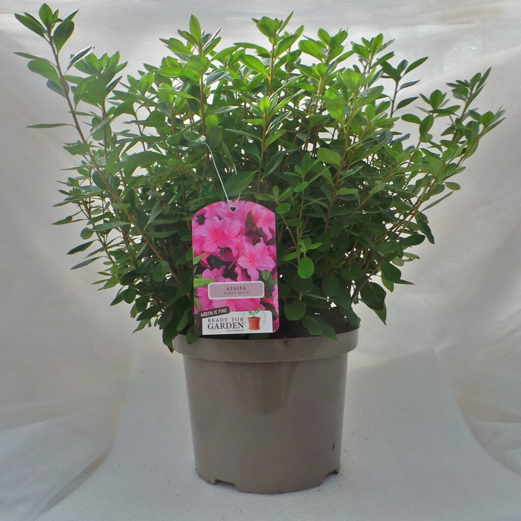 Azalea japonica – Everglades Nurseries