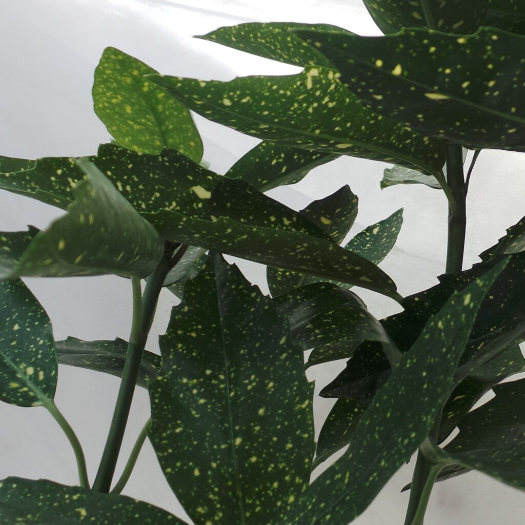 Spotted Laurel – Aucuba japonica ‘Variegata’ – Everglades Nurseries
