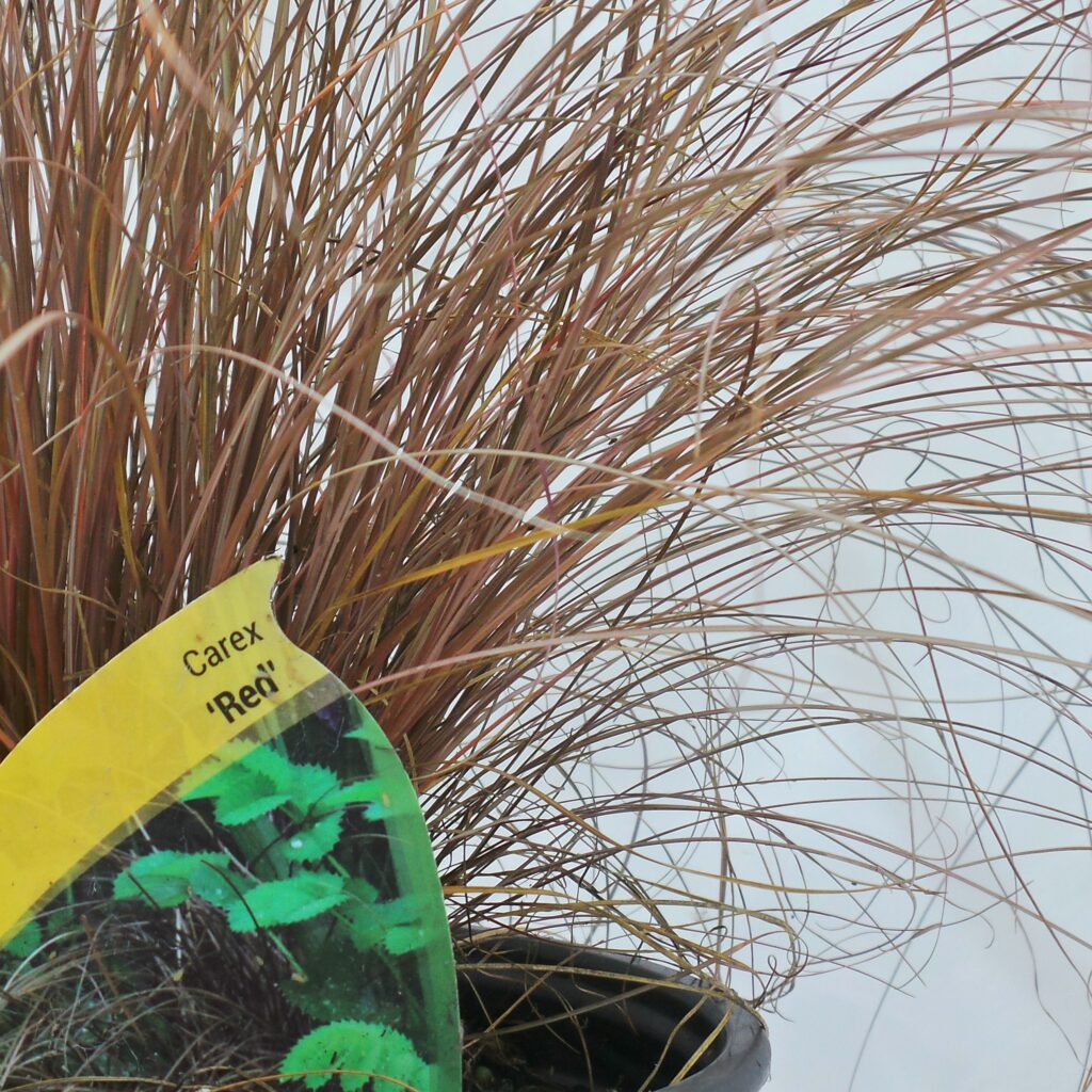 Carex comans ‘Red’ – Everglades Nurseries