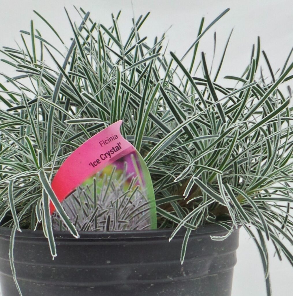 Ficinia ‘Ice Crystal’ – Everglades Nurseries