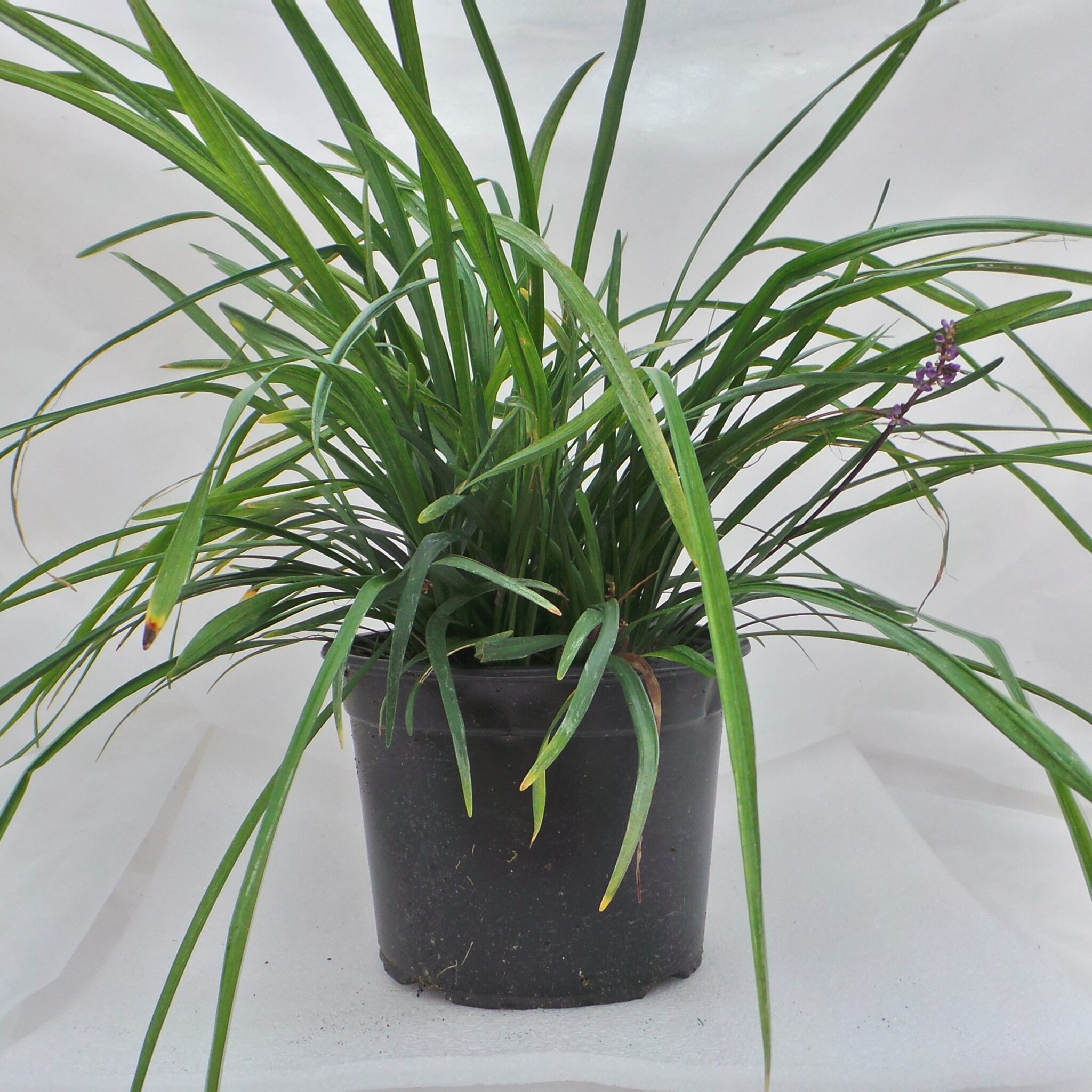 Liriope ‘Big Blue’ – Everglades Nurseries