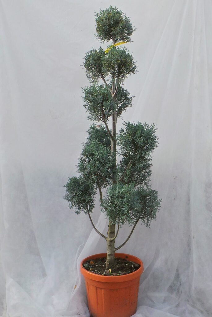 Cupressus arizonica ‘Fastigiata’ Pom Pom – Everglades Nurseries